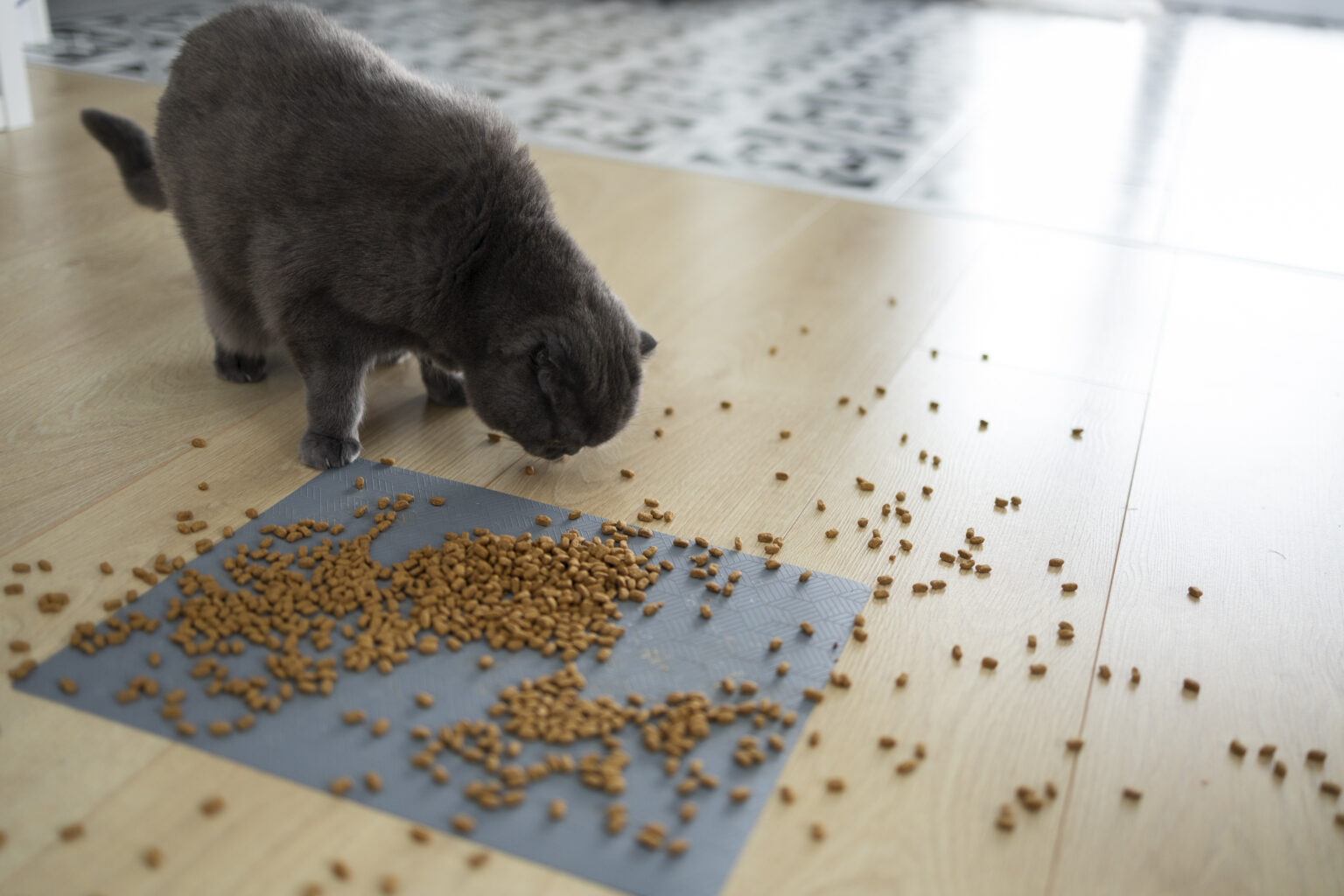 Why is My Cat Digging in the Litter Box?