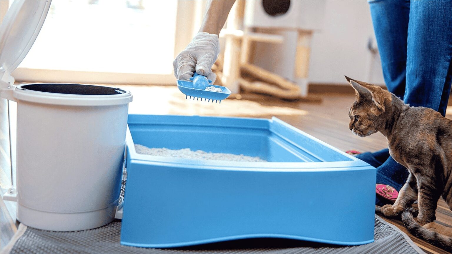 Bugs in Cat Litter Boxes: What You Need to Know