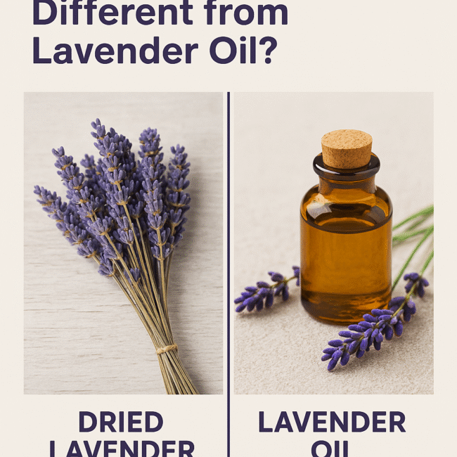 7 Shocking Facts About Dried Lavender and Cats – Is It Safe?