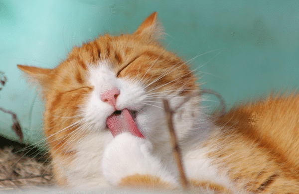 Can Maggots Kill a Cat? 7 Hidden Dangers Explained
